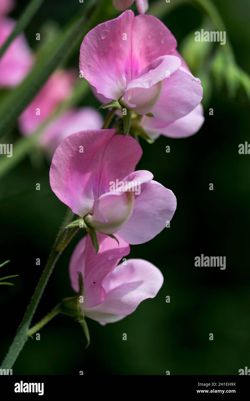 Sweet Pea Lathyrus odoratus close up of the pink flowers Stock Photo ...