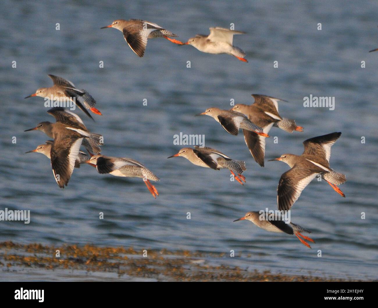 REDSHANKS, CASTLE SHORE PARK, PORTSMOUTH HARBOUR, PORTCHESTER, HANTS ...