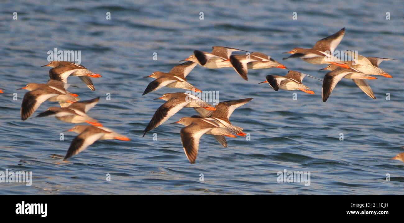 REDSHANKS, CASTLE SHORE PARK, PORTSMOUTH HARBOUR, PORTCHESTER, HANTS ...