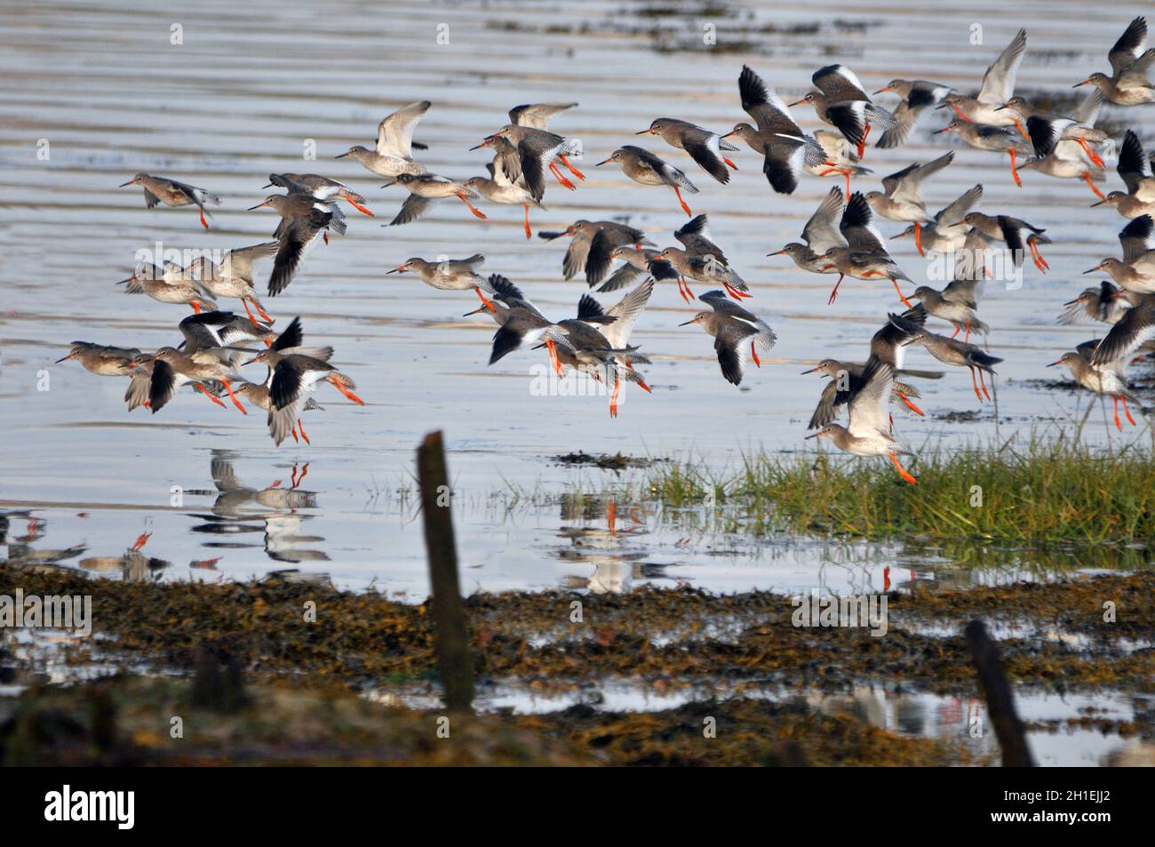 REDSHANKS, CASTLE SHORE PARK, PORTSMOUTH HARBOUR, PORTCHESTER, HANTS ...