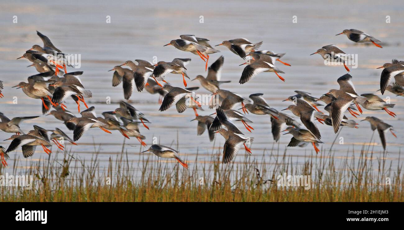 REDSHANKS, CASTLE SHORE PARK, PORTSMOUTH HARBOUR, PORTCHESTER, HANTS ...