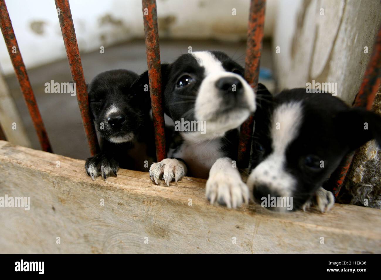 Zoonosis hi-res stock photography and images - Alamy