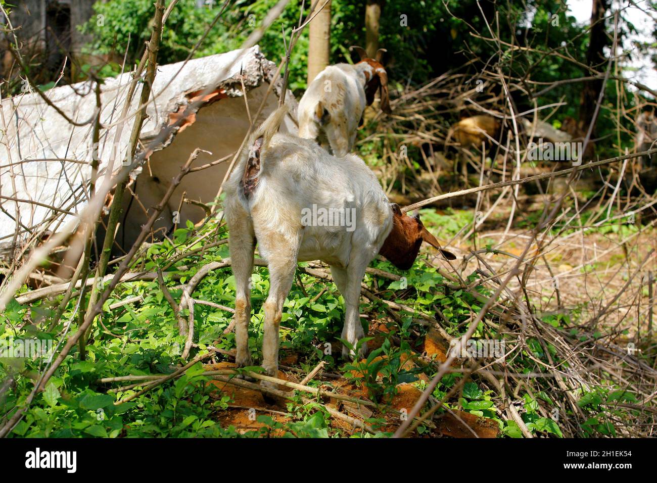 salvador, bahia / brazil - july 4 2013: goats are spotted on a public ...