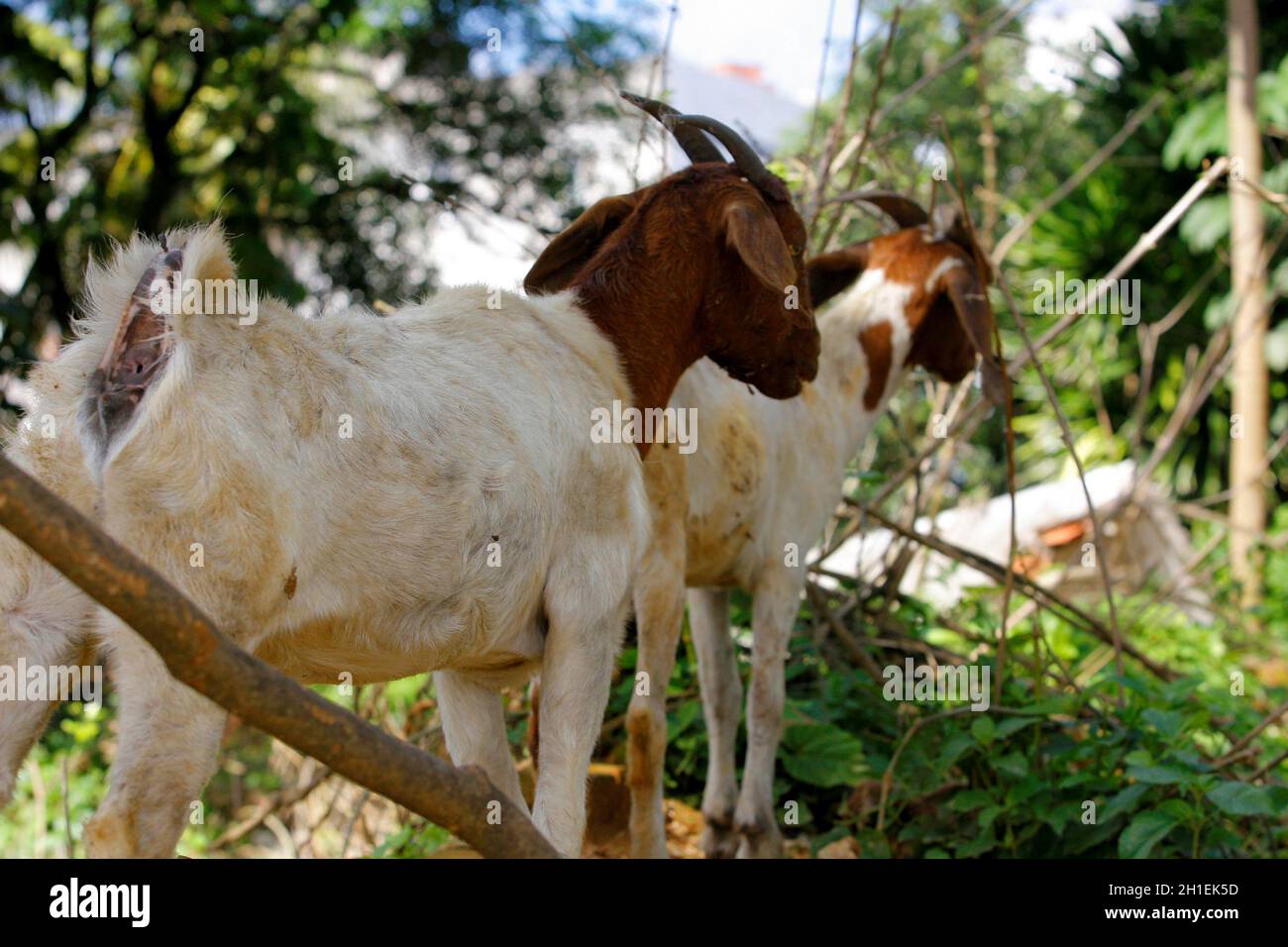 salvador, bahia / brazil - july 4 2013: goats are spotted on a public ...