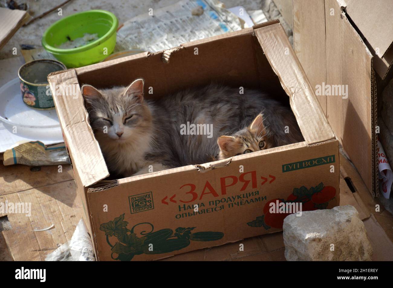 Kovrov, Russia. 4 October 2017. Homeless cat with kittens in a ...