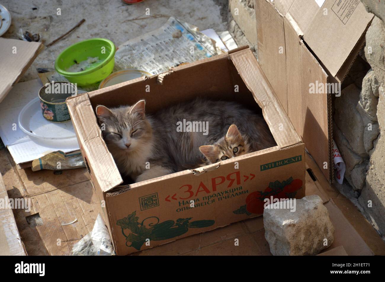 Kovrov, Russia. 4 October 2017. Homeless cat with kittens in a ...