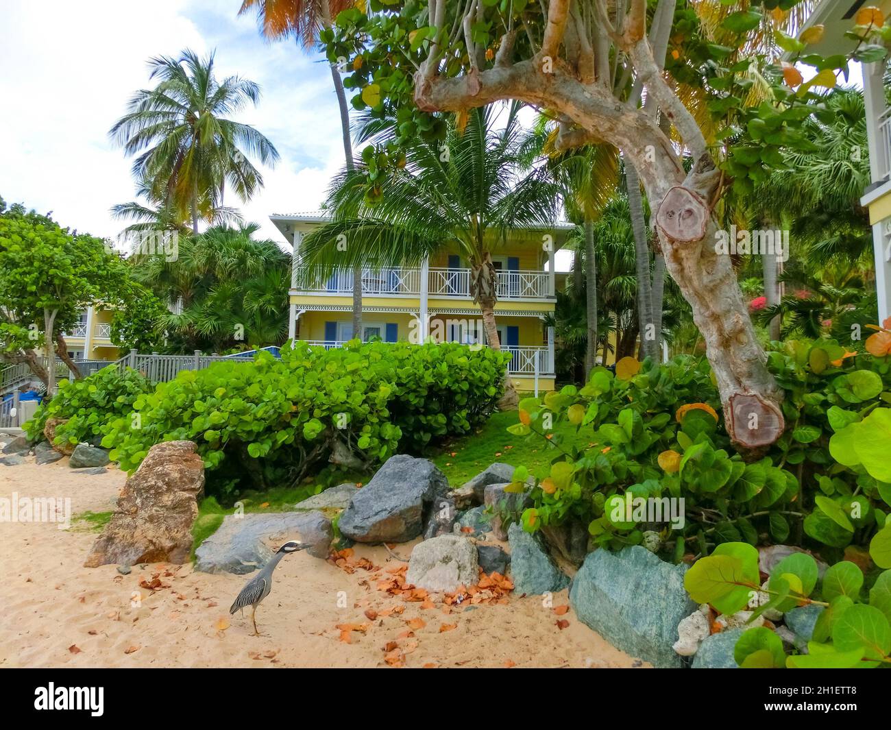 The Caribbean tropical beach. View with tropical bird at Morning Star ...