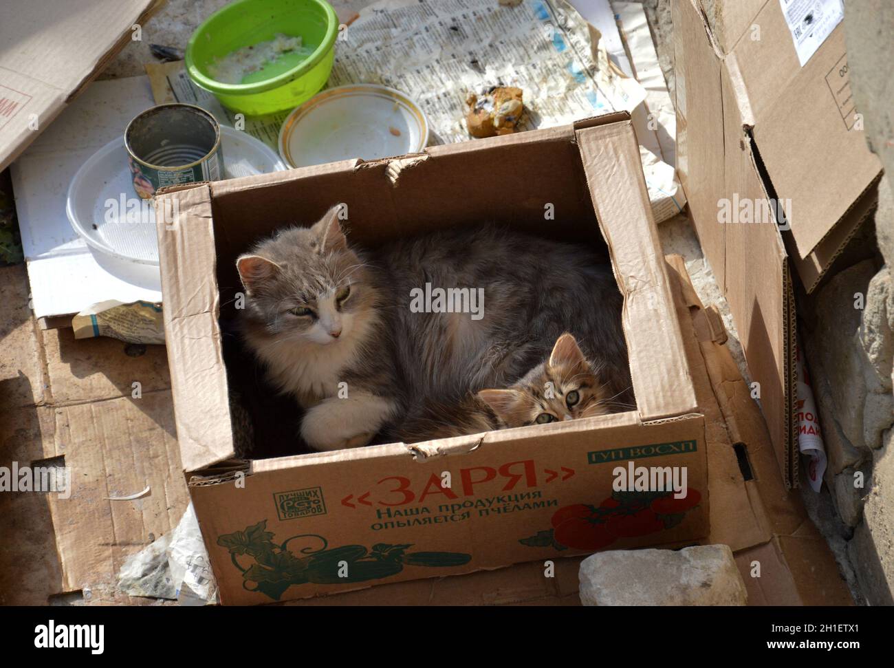 Kovrov, Russia. 4 October 2017. Homeless cat with kittens in a ...
