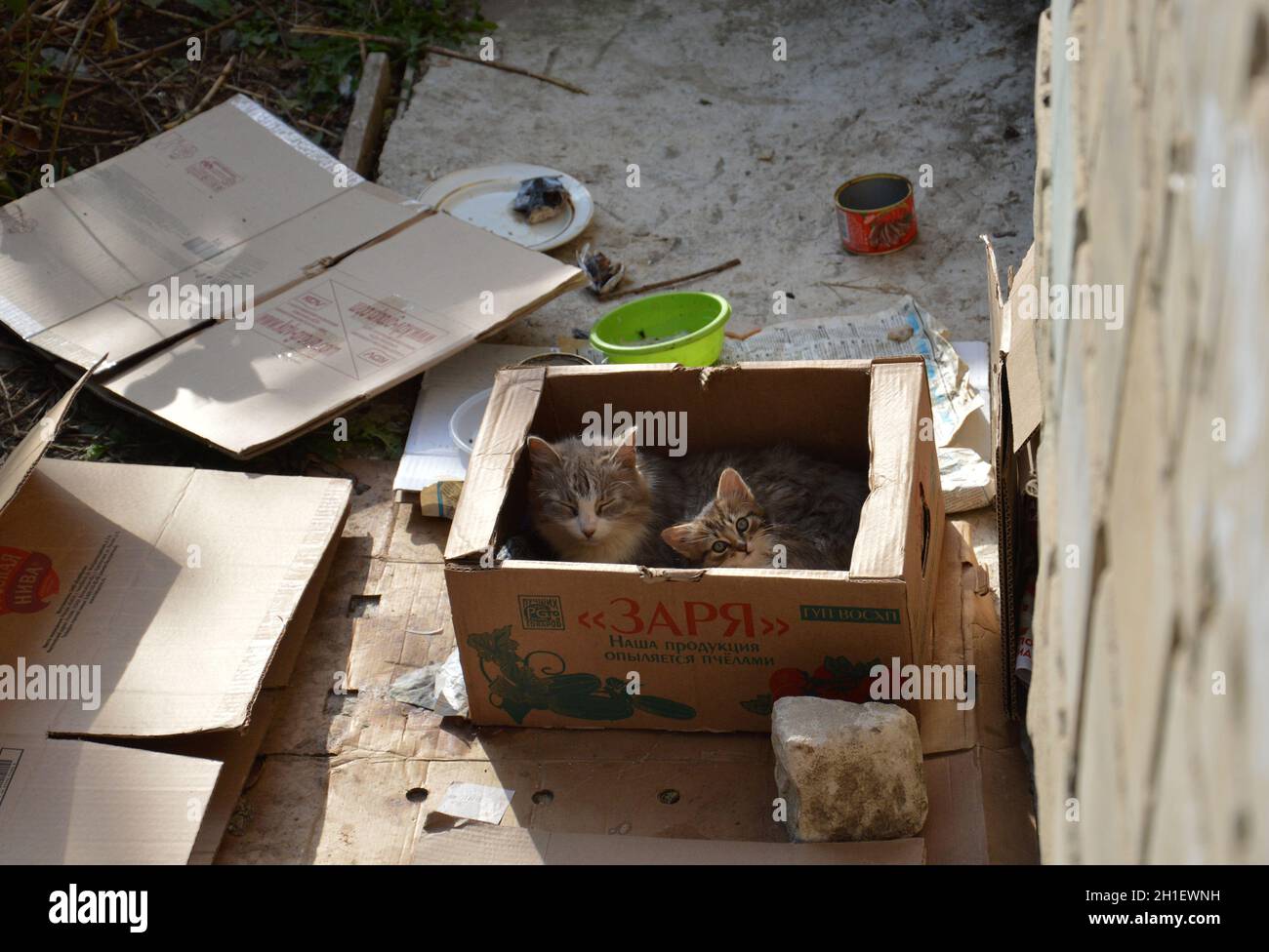 Kovrov, Russia. 4 October 2017. Homeless cat with kittens in a ...