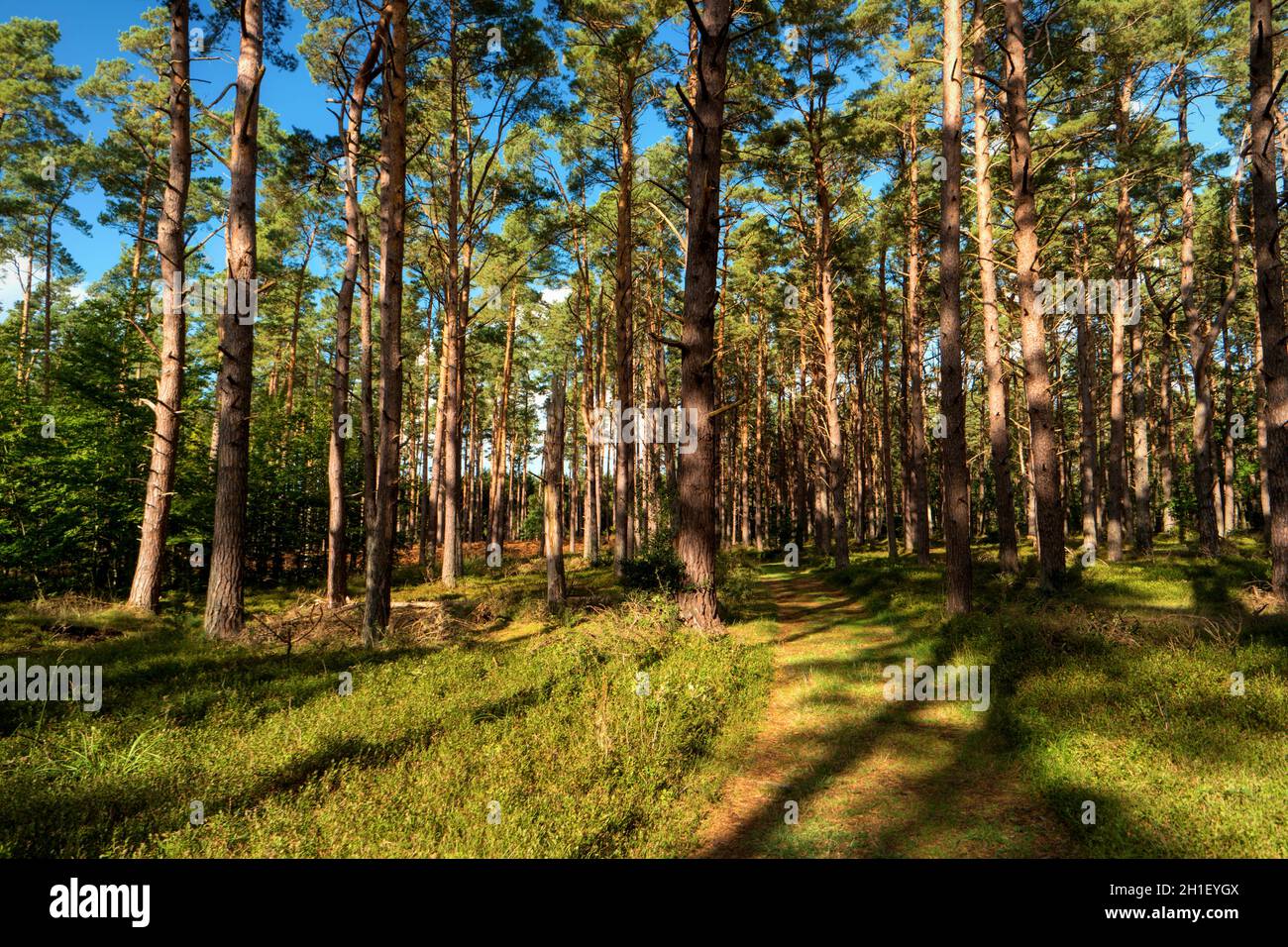 In the Darss forest on Darss in Germany Stock Photo - Alamy