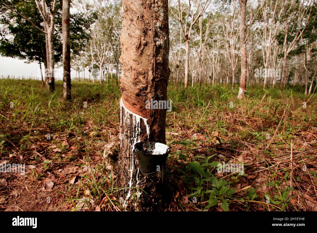 itabela, bahia / brazil - june 2, 2010: rubber plantation for latex ...