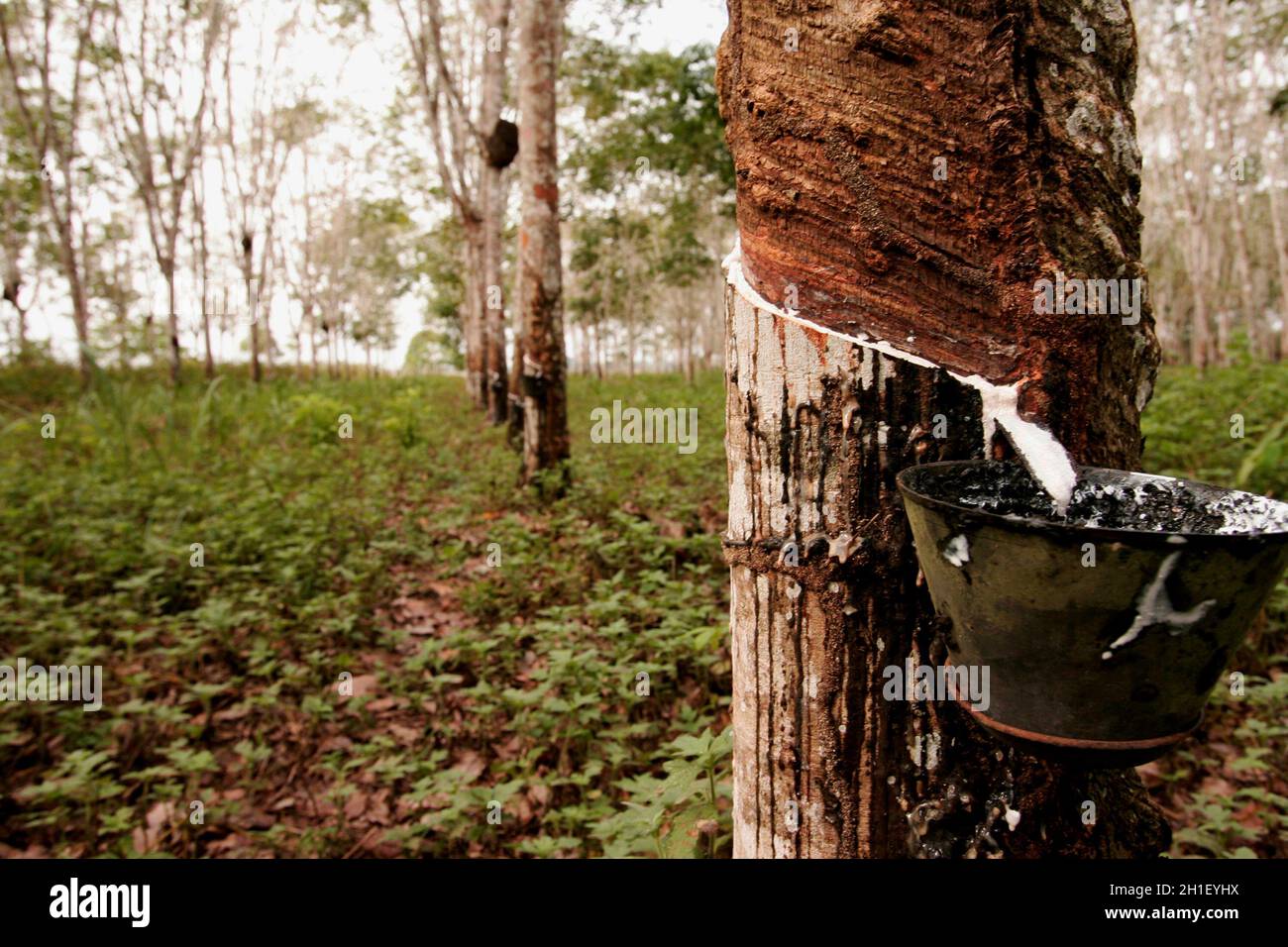 itabela, bahia / brazil - june 2, 2010: rubber plantation for latex ...