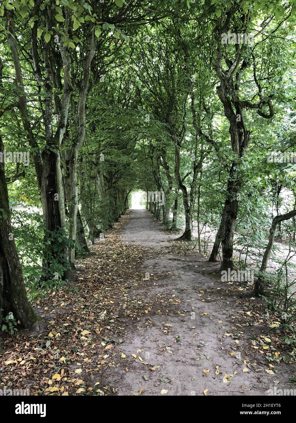 Vertical shot of a pathway covered in lush green trees Stock Photo - Alamy