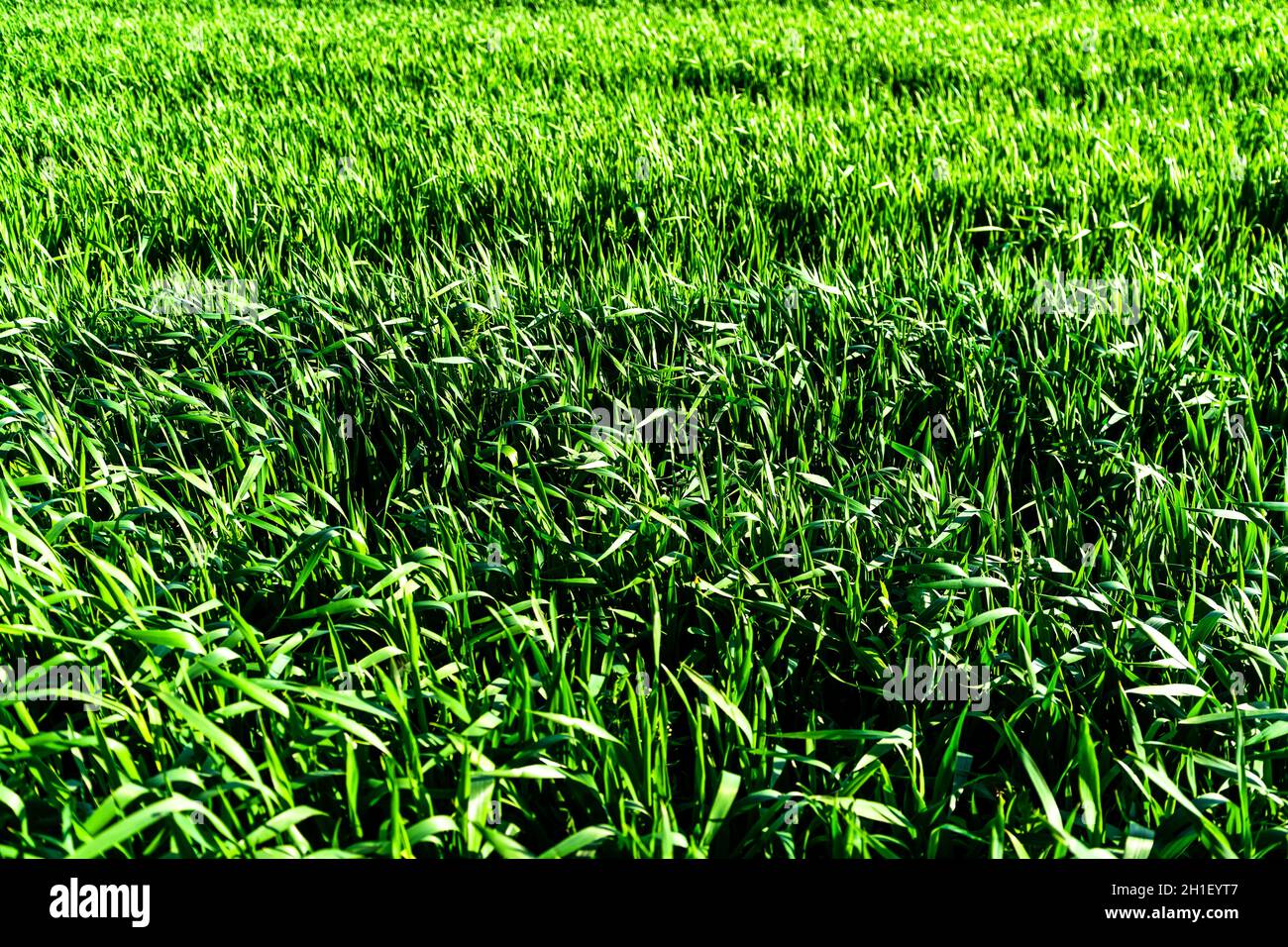 Beautiful shot of green wheat plant field in detail, farming concept ...