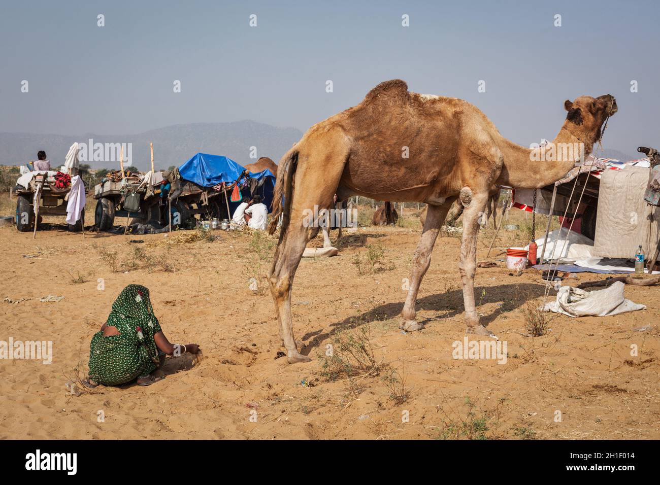 PUSHKAR, INDIA - NOVEMBER 20, 2012: Indian woman collecting camel camel ...