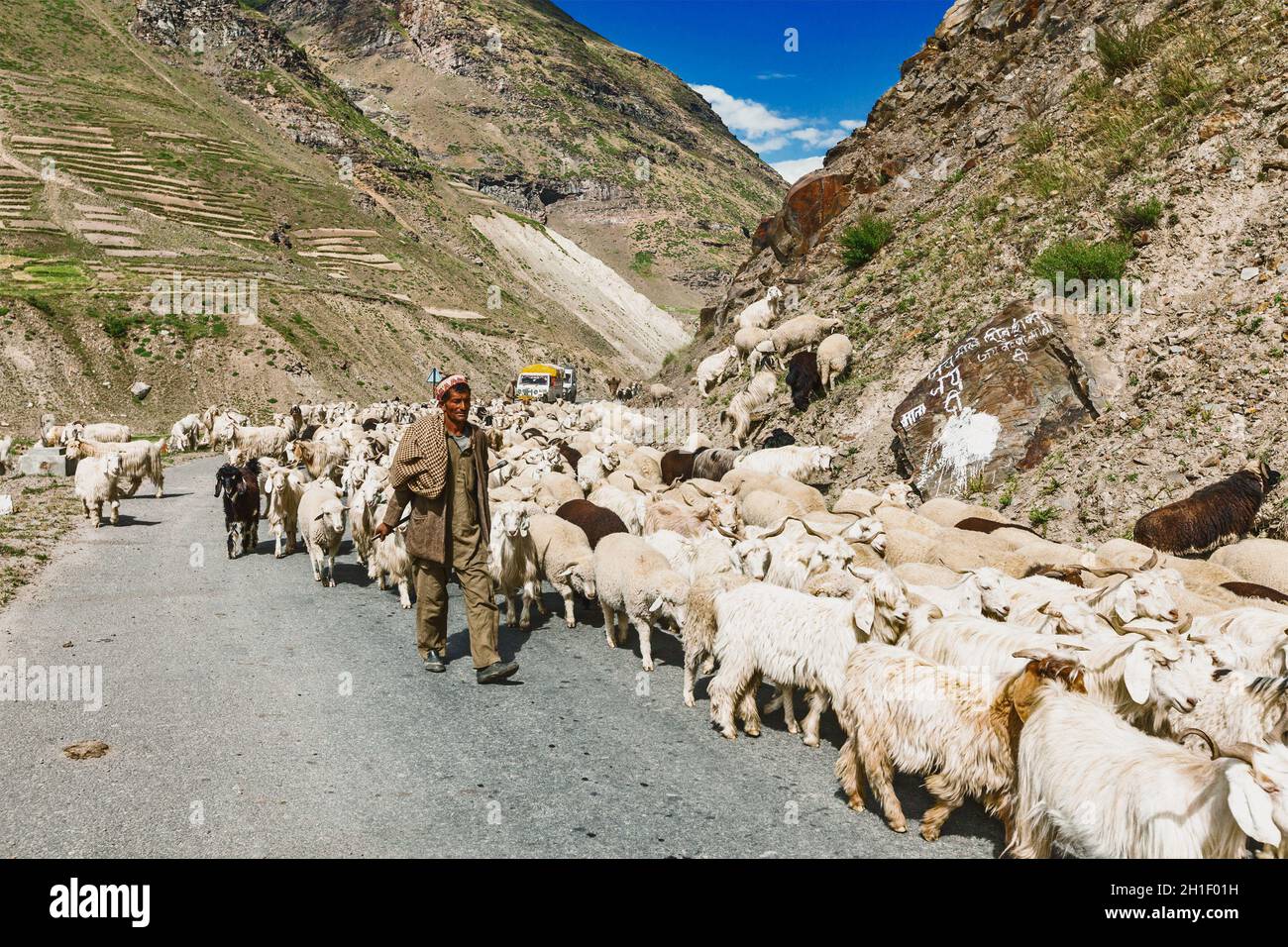 LADAKH, INDIA - SEPTEMBER 5, 2012: Cashmere shepherd with herd of ...