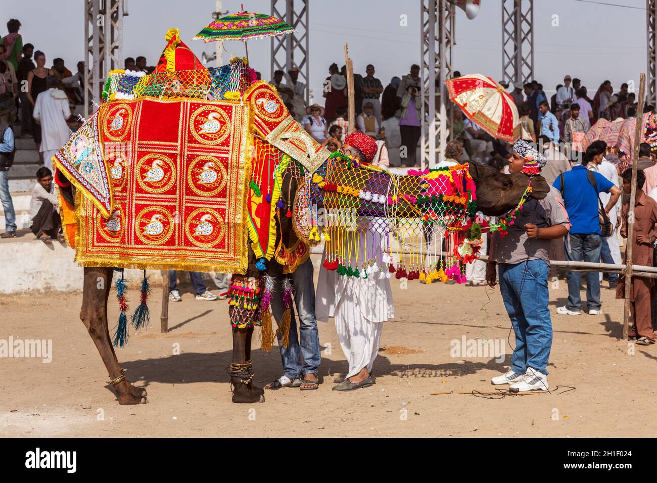PUSHKAR, INDIA - NOVEMBER 22, 2012: Camel decoration competition ...