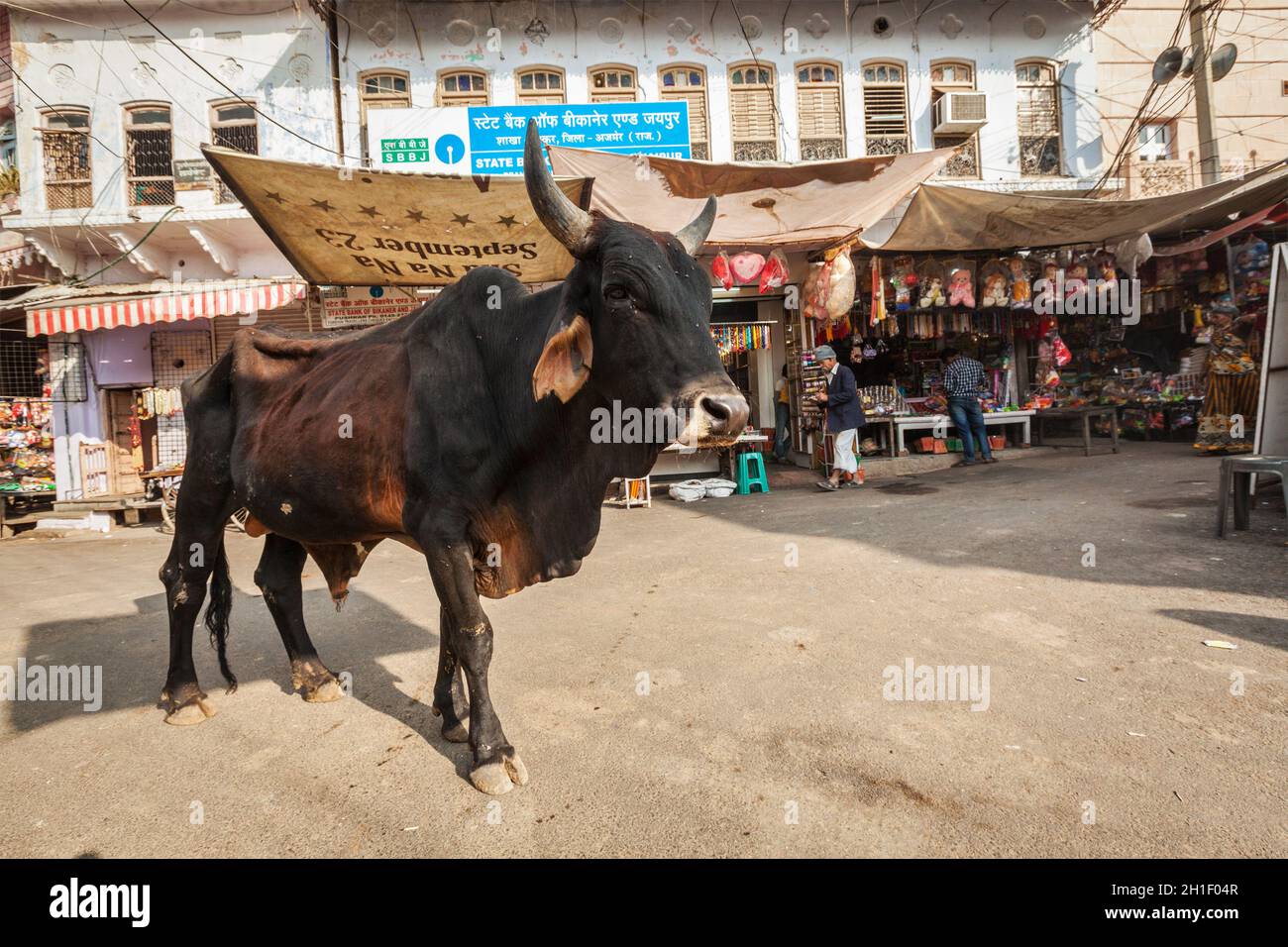 Wander cow hi-res stock photography and images - Alamy
