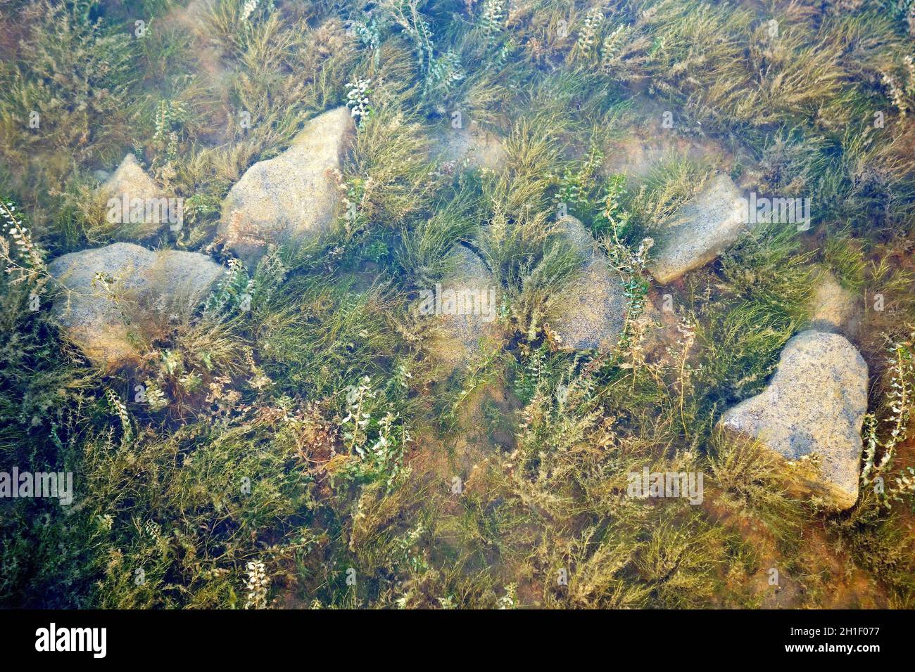 Mossy rocks under the water Stock Photo - Alamy