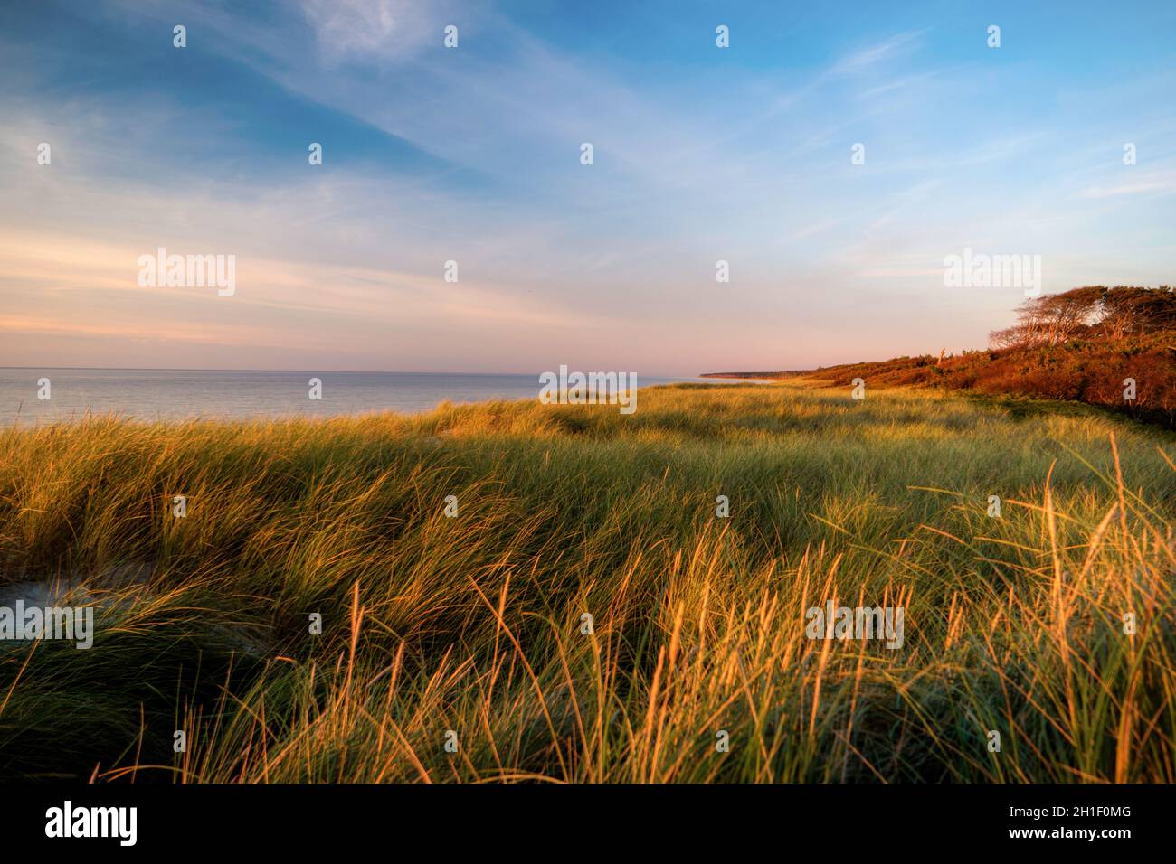 On the west beach on the Darss in Germany Stock Photo - Alamy