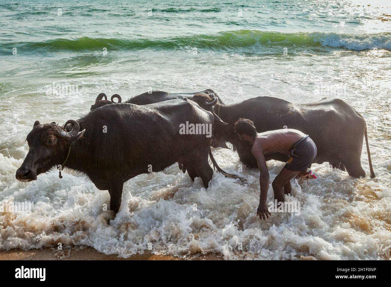 CHENNAI, INDIA - FEBRUARY 10, 2013: Man mashing cows in sea in the ...