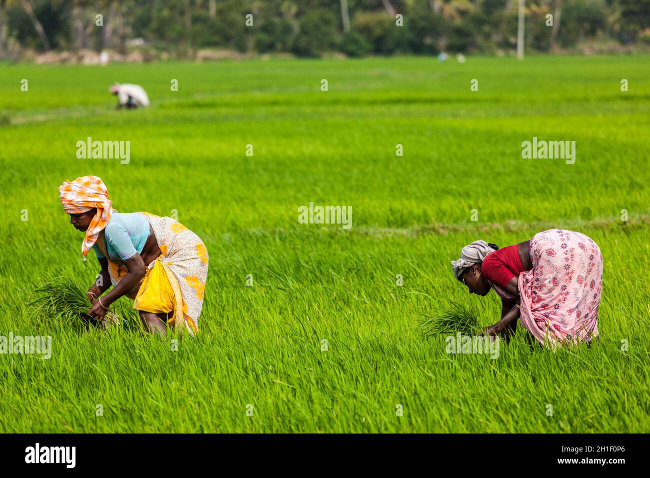 TAMIL NADU, INDIA - FEBRUARY 13, 2014: Unidentified Indian women ...