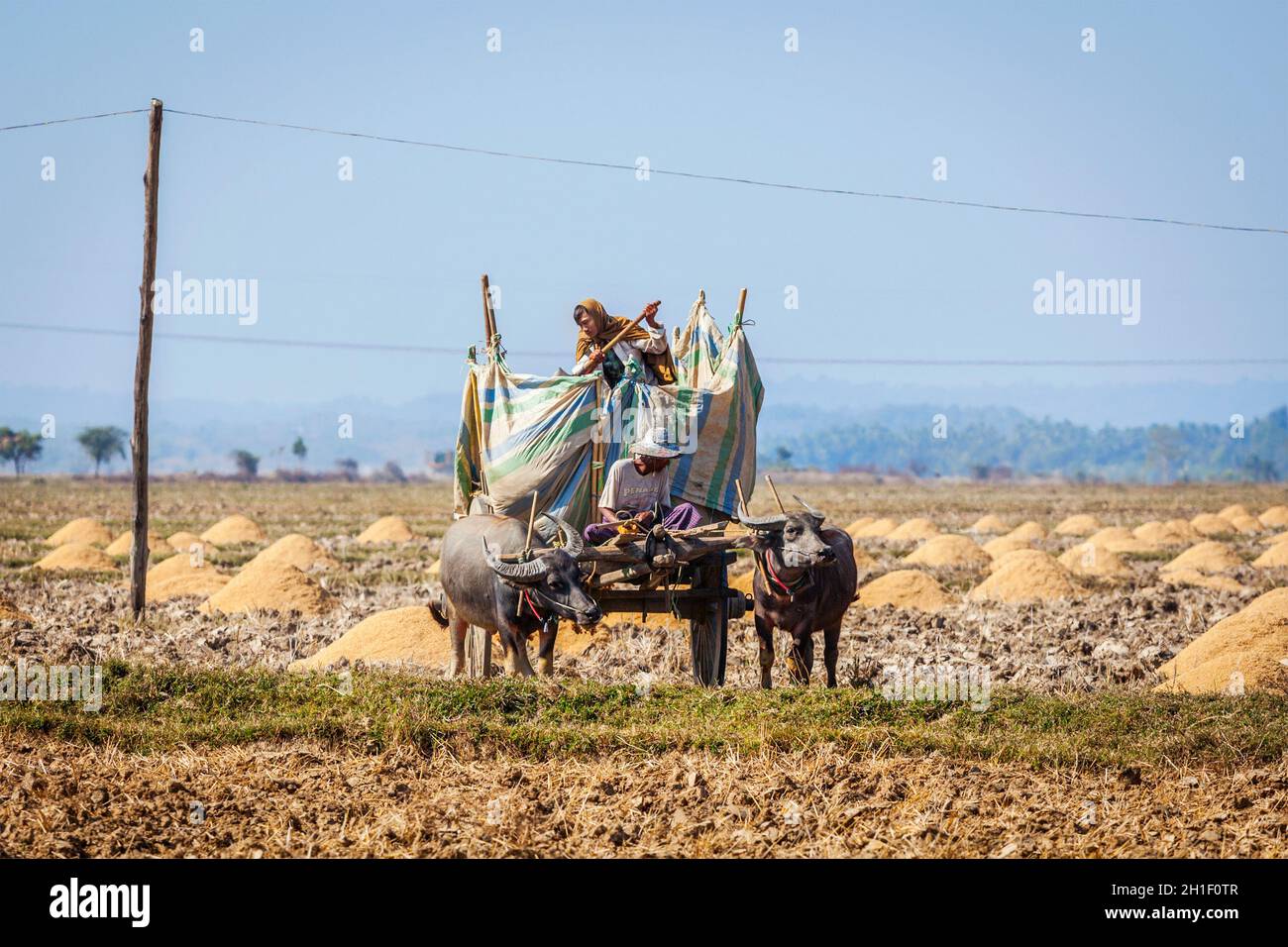 MYANMAR - JANUARY 6, 2014: Unidentified Burmese peasant working in the ...