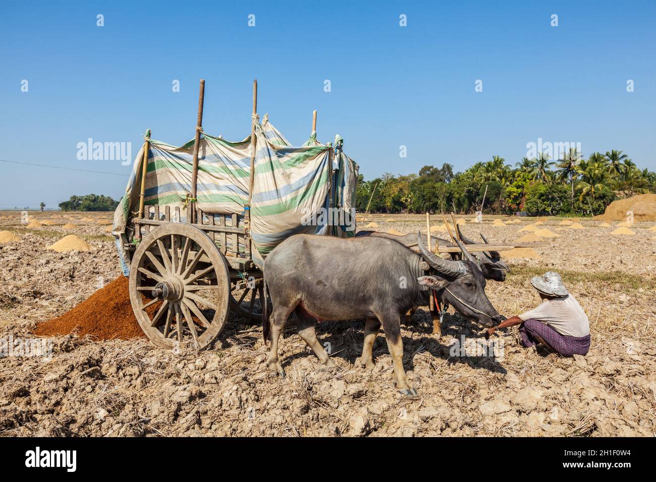MYANMAR - JANUARY 6, 2014: Unidentified Burmese peasant working in the ...