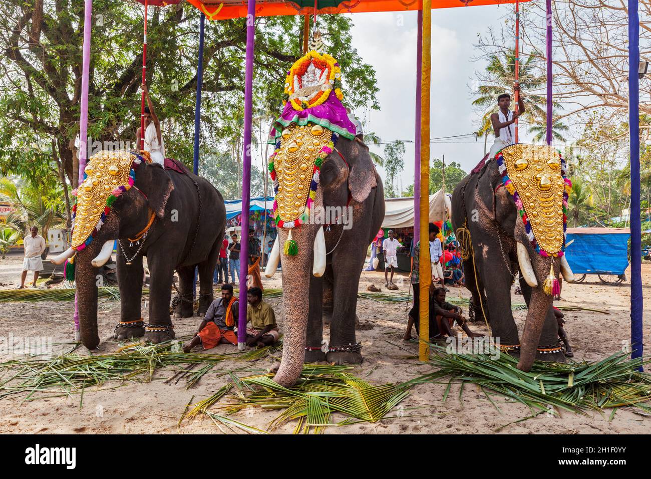 KOCHI, INDIA - FEBRUARY 24, 2013: Decorated elephants with brahmins ...