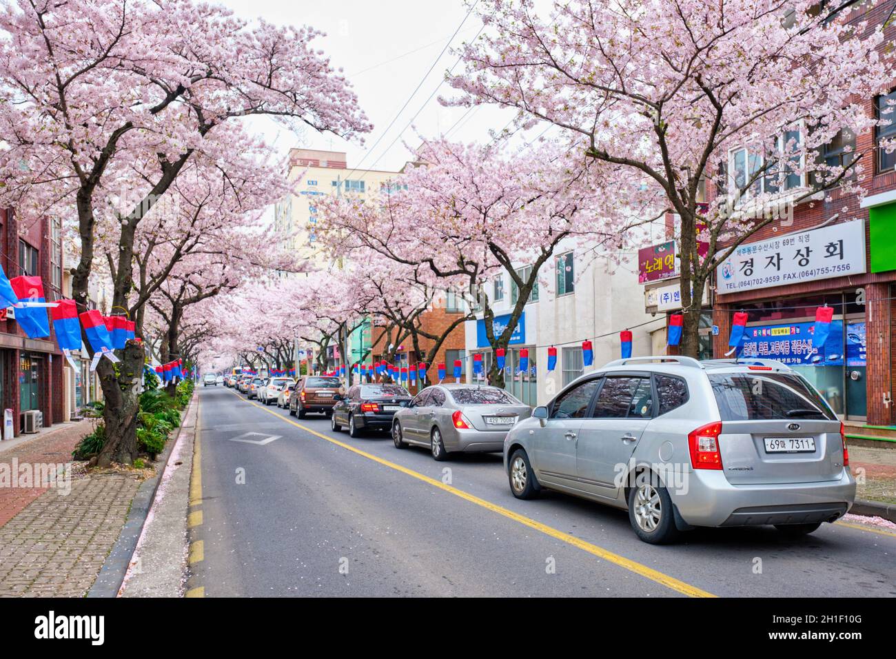 JEJU, SOUTH KOREA - APRIL 9, 2018: Blooming sakura cherry blossom trees ...