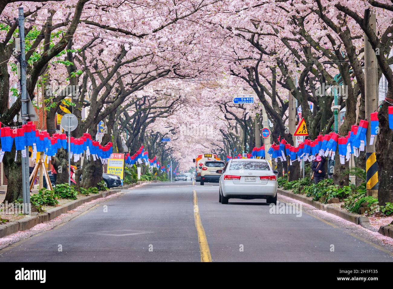 JEJU, SOUTH KOREA - APRIL 9, 2018: Blooming sakura cherry blossom trees ...