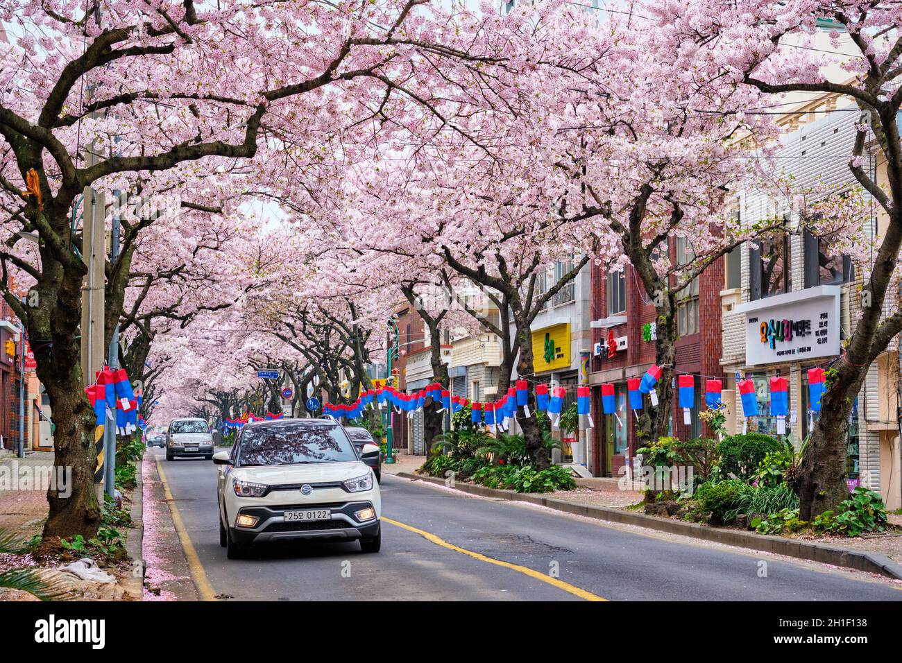 JEJU, SOUTH KOREA - APRIL 9, 2018: Blooming sakura cherry blossom trees ...