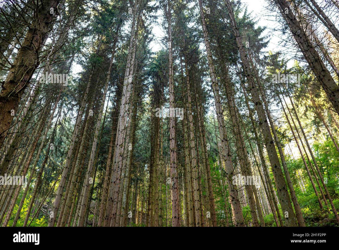 Tall spruce trees dense hi-res stock photography and images - Alamy