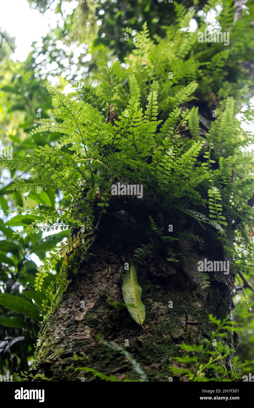 Rainforest with tree ferns hi-res stock photography and images - Alamy