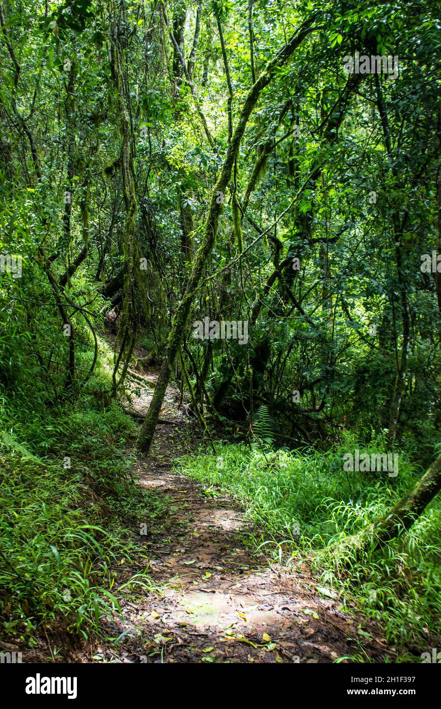 A small hiking trail leading into the mysterious subtropical ...
