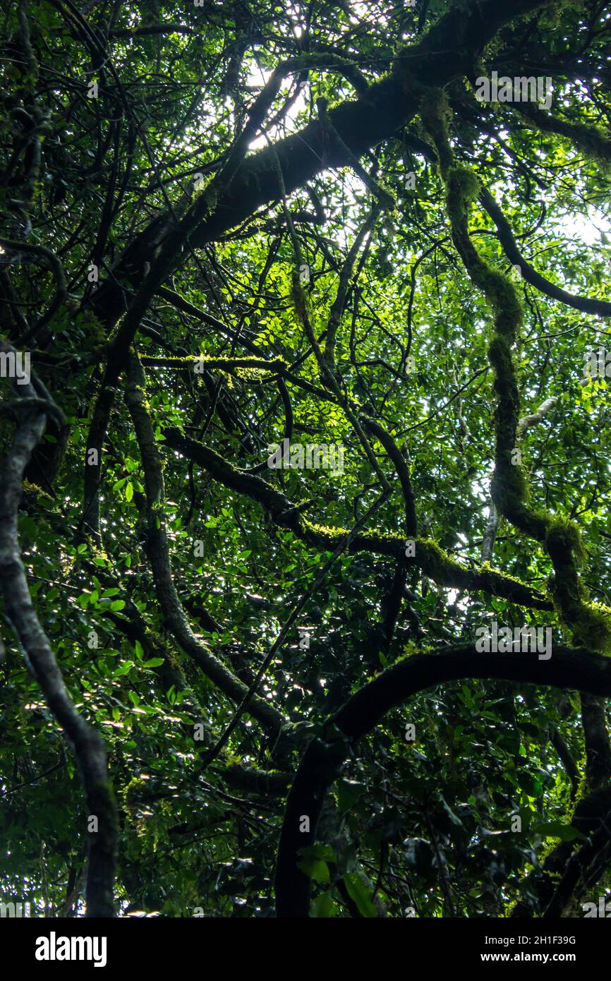 Looking up at rainforest canopy hi-res stock photography and images - Alamy