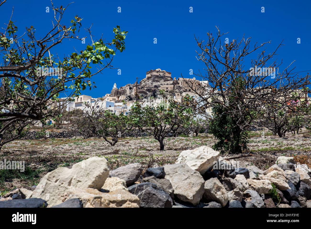 Vineyard next to the walking path number 12 to Akrotiri village in ...
