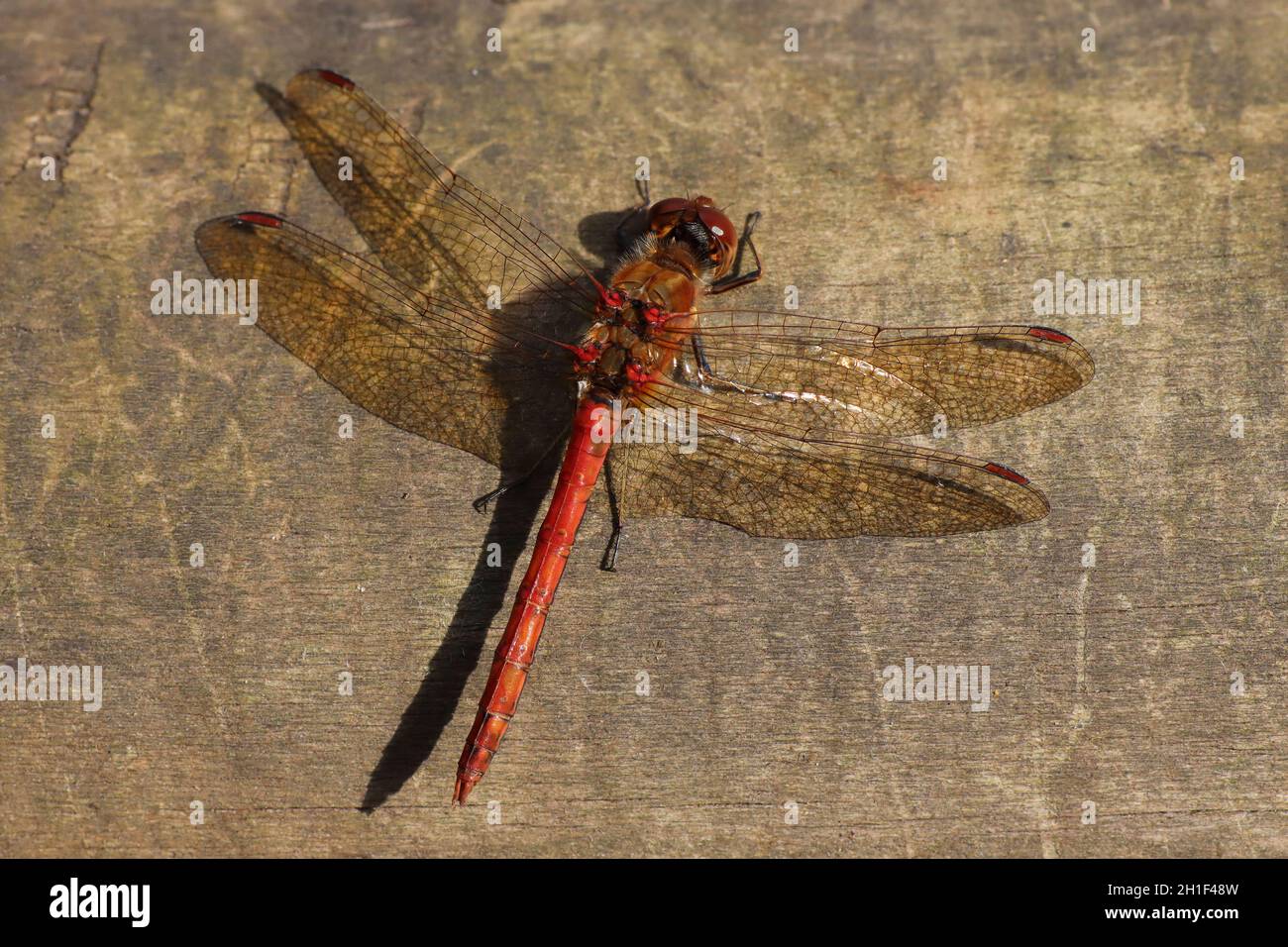 Sympetrum species hi-res stock photography and images - Alamy
