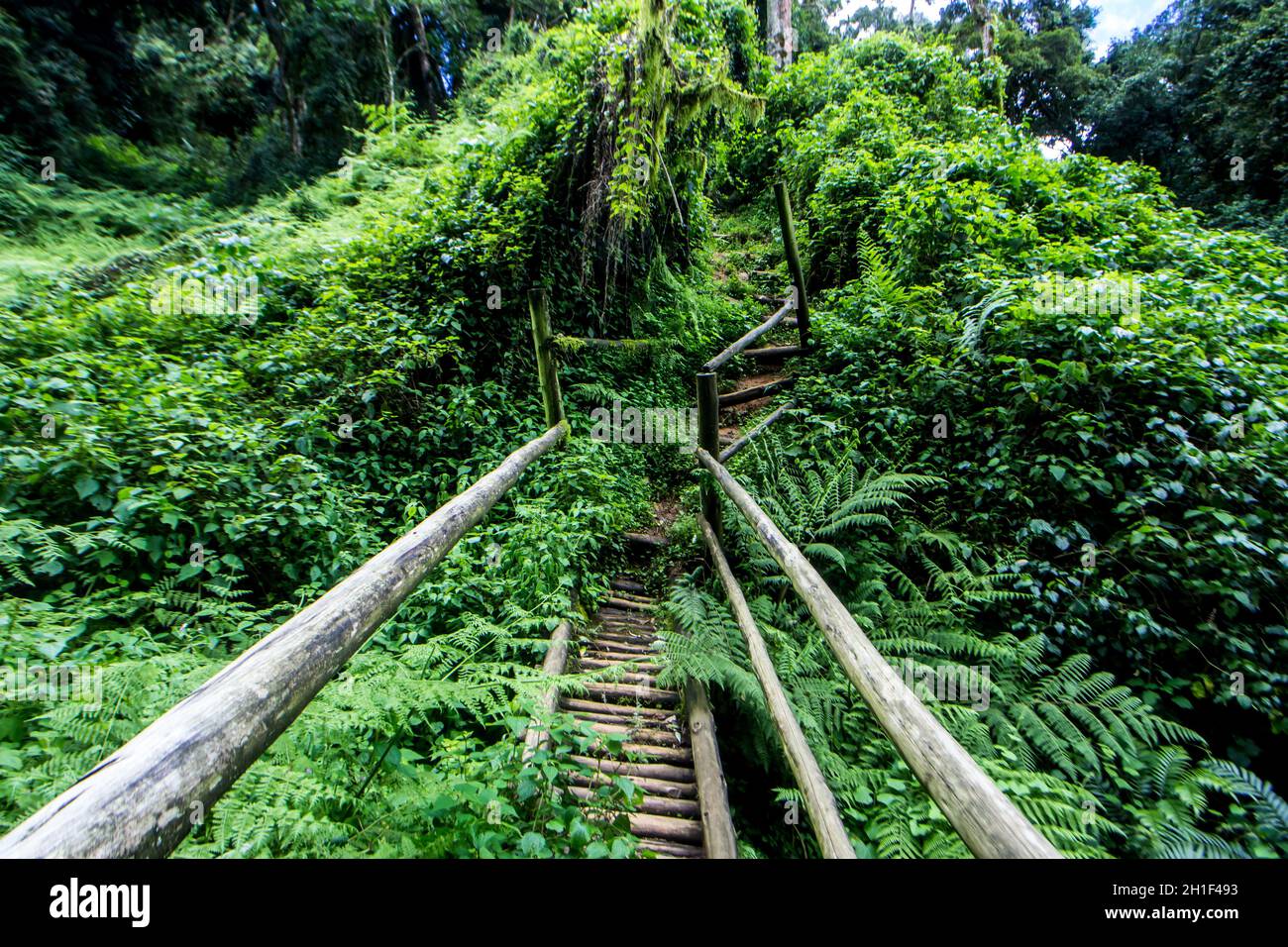 Expedition woodbush state forest hi-res stock photography and images ...