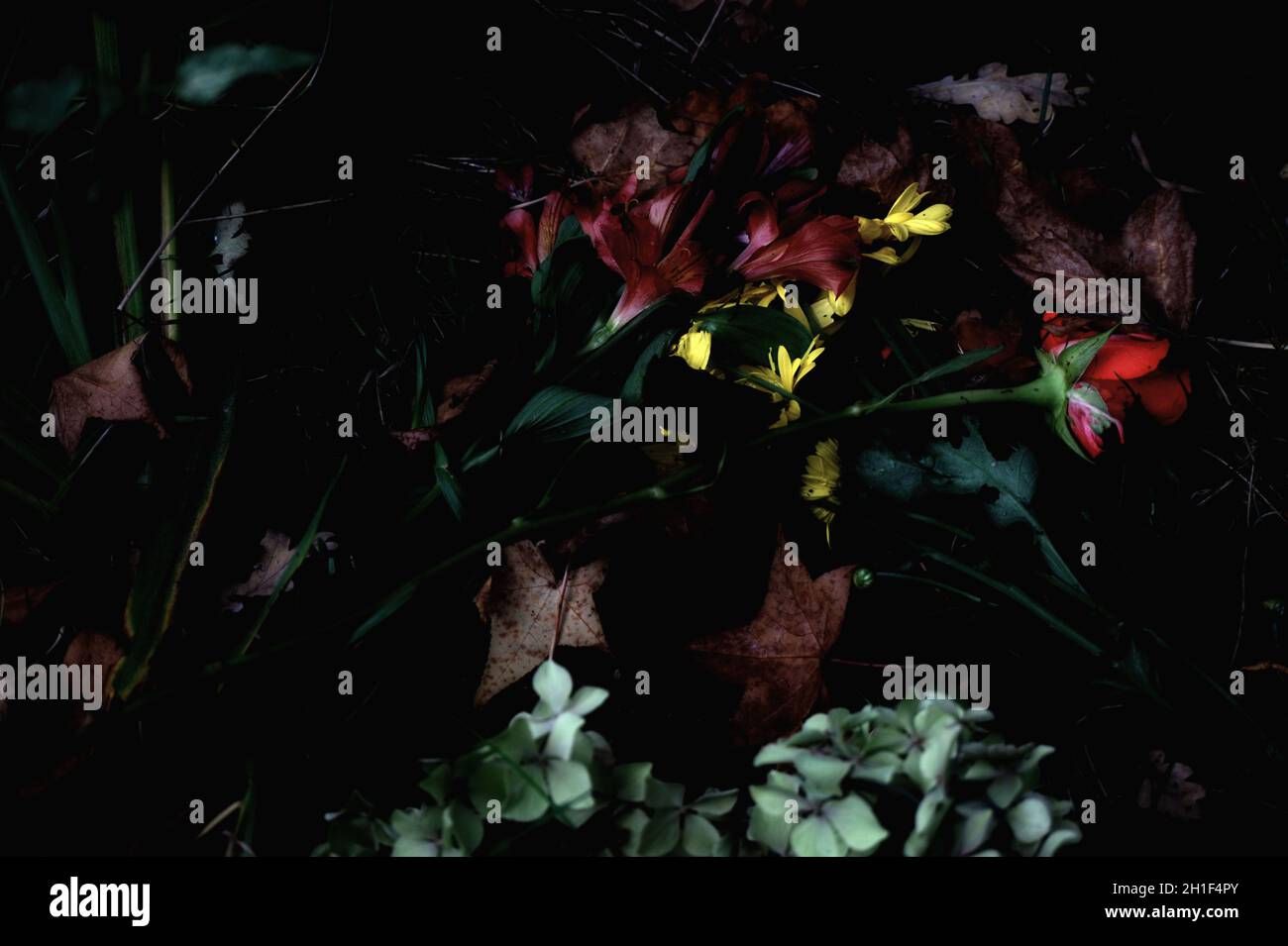 Fallen rose petals on ground hi-res stock photography and images - Alamy