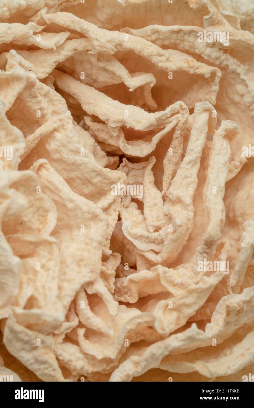 natural textured background with closeup dried rose flower with ...