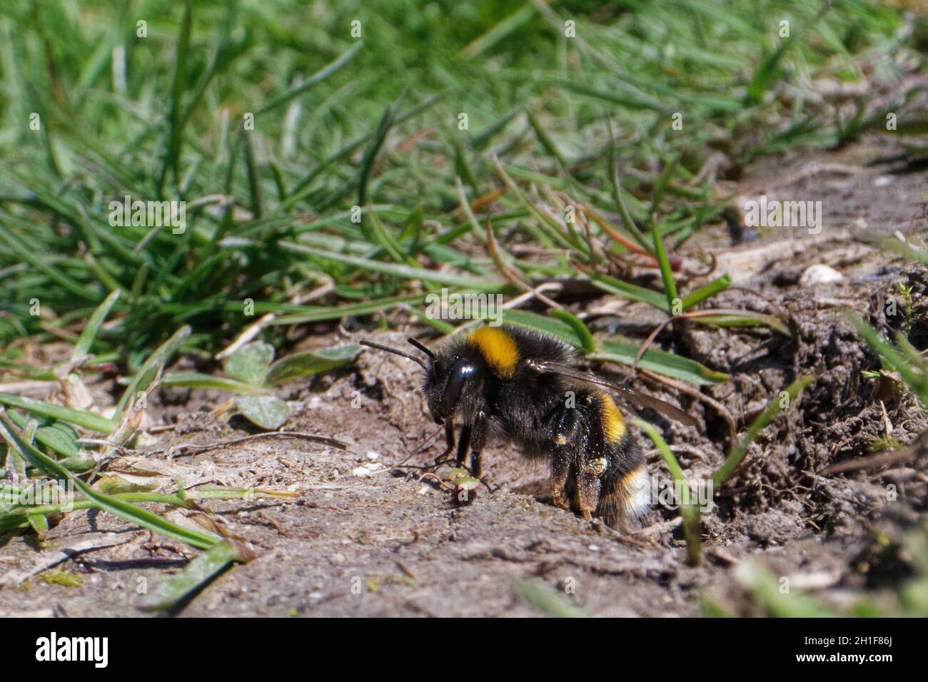 Worker insects hi-res stock photography and images - Alamy