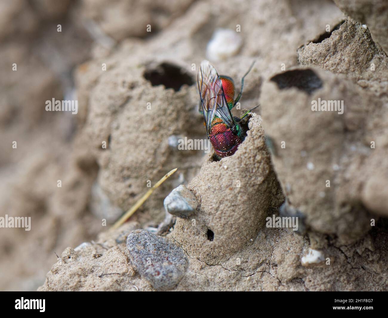 Ruby-tailed cuckoo wasp (Chrysis viridula) searching for occupied nest ...