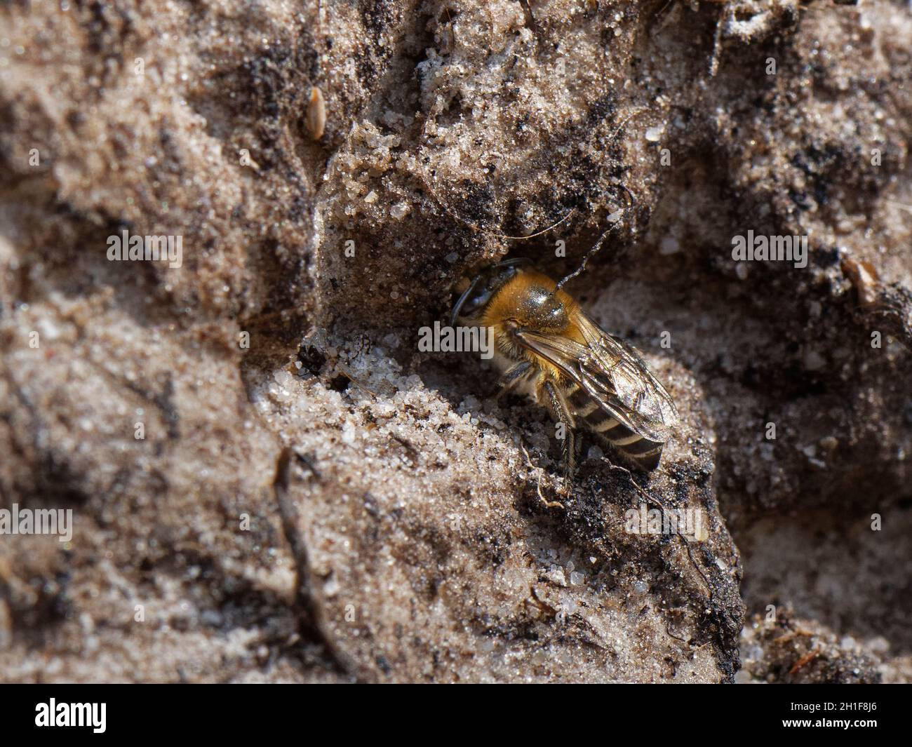 Colletes succinctus bee hi-res stock photography and images - Alamy