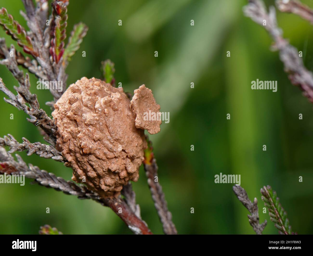 Potter wasps nest hi-res stock photography and images - Alamy