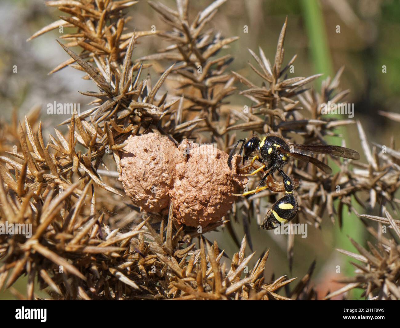 Potter wasp nest hi-res stock photography and images - Alamy