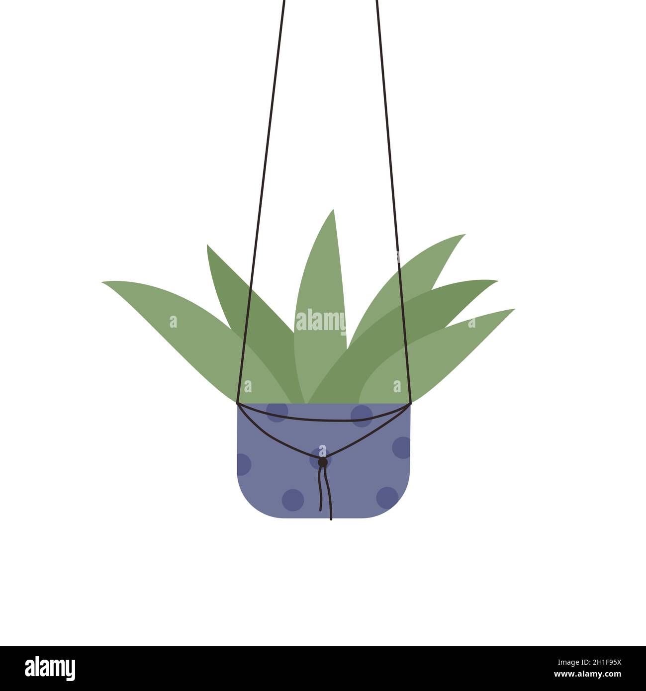 House plant aloe in hanging pot, home balcony or office indoor nature ...