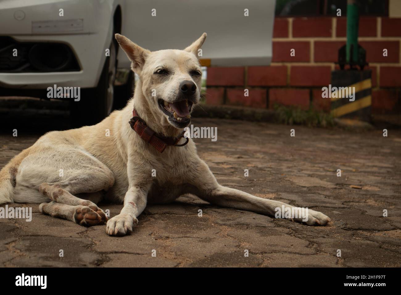 Happy street dog hi-res stock photography and images - Alamy