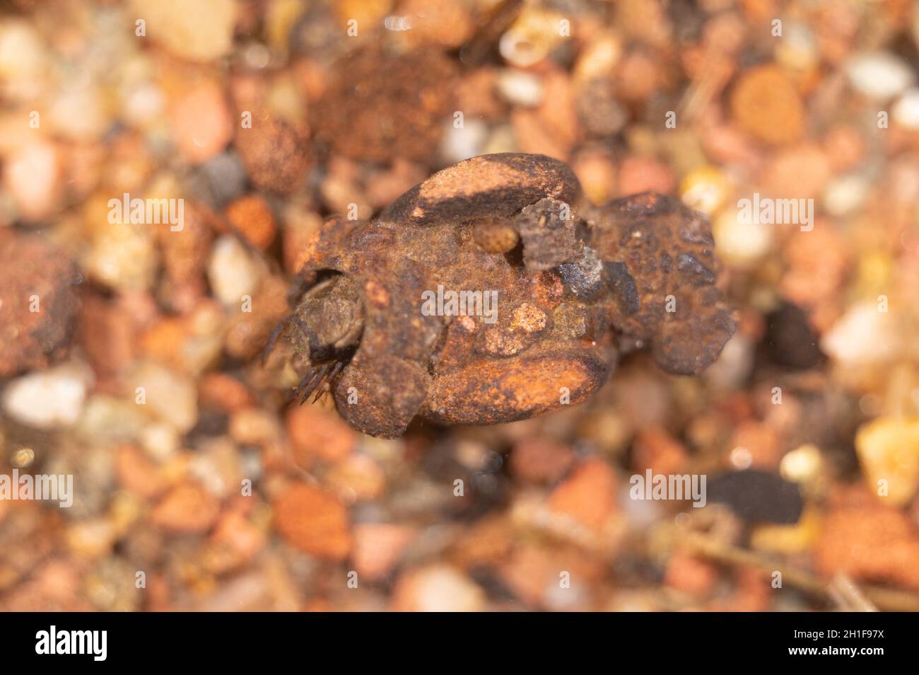 Cased caddisfly Medium sedge, Goera pilosa Stock Photo - Alamy