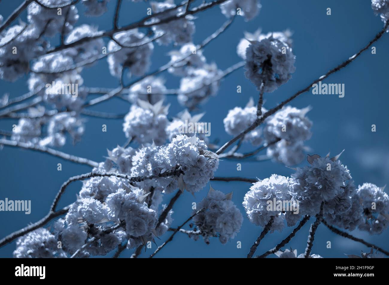 Floral dark blue nature hi-res stock photography and images - Alamy